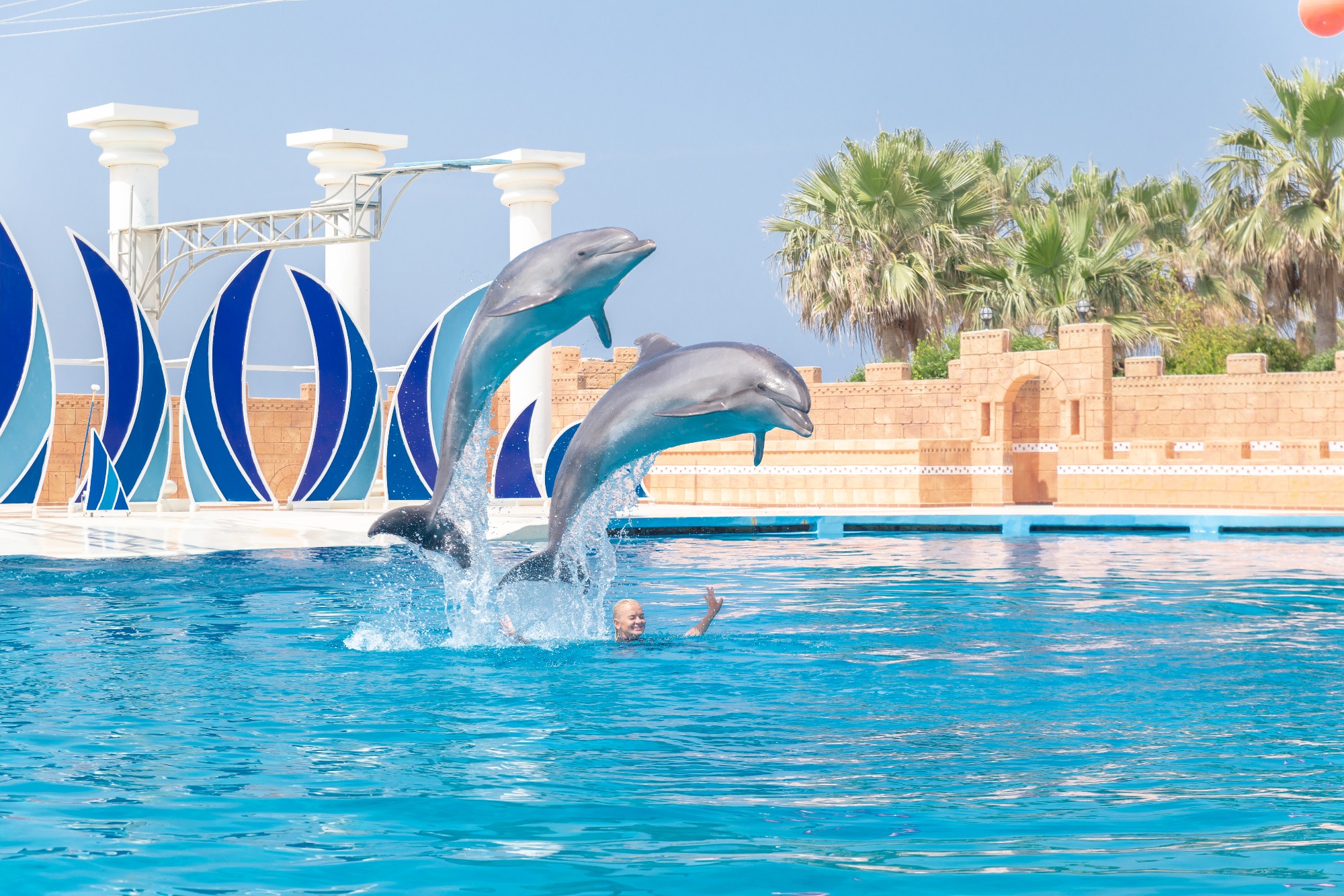 Dolphin Show in Turkey | Family Fun & Adventure | Toursthe